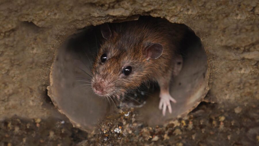 Rat Entry Points | Pest Prevention & Proofing Solutions | Countrywide